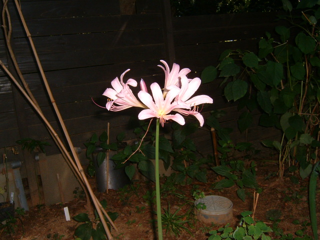 彼岸花？: 中高年ー毎日が船出